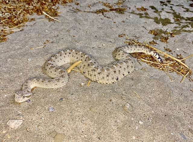 Hiking With T: It’s Rattlesnake Season—and Snakes Should Be Respected ...