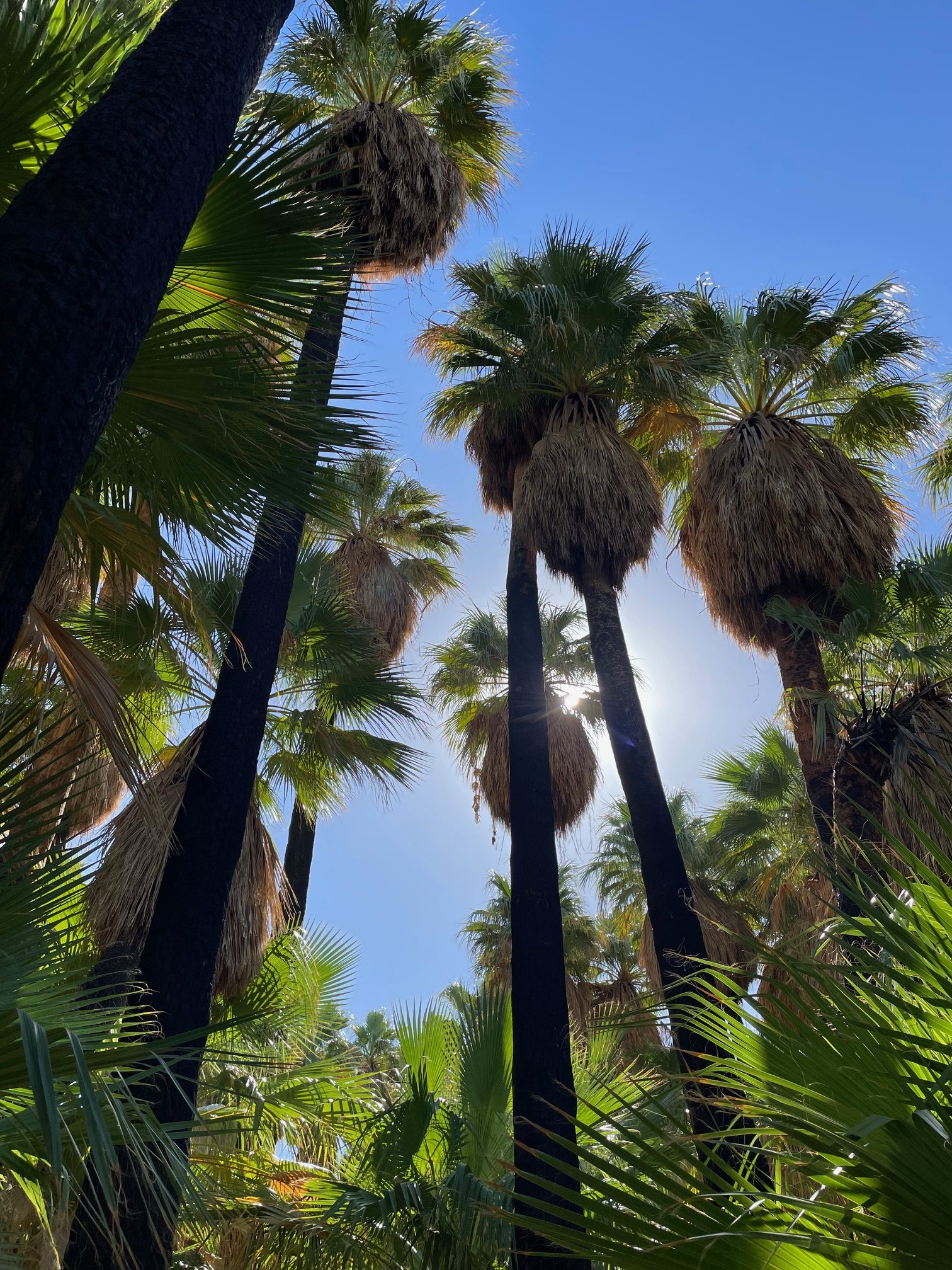 Hiking With T: The Willis Palms Oasis, Part of the Coachella Valley ...